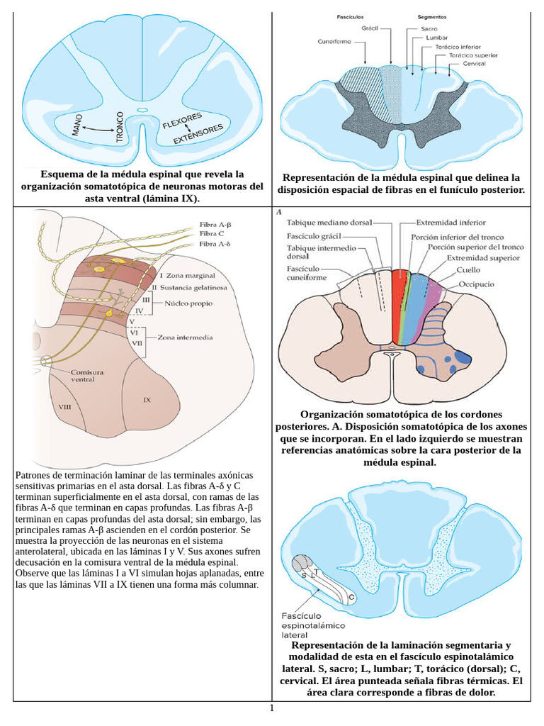 NEUROANATOMIA Funcional Esquemas Imagenes Cortes | PDF | Cerebelo ...
