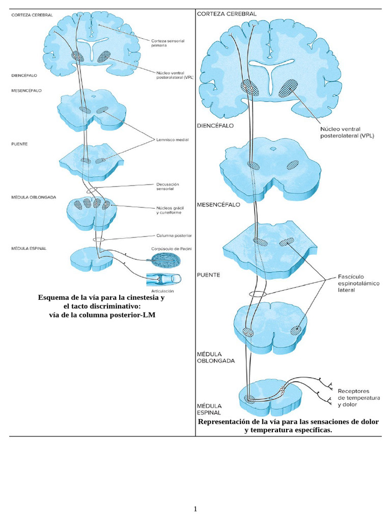 NEUROANATOMIA Funcional VIAS Esquemas Imagenes Cortes | Descargar ...