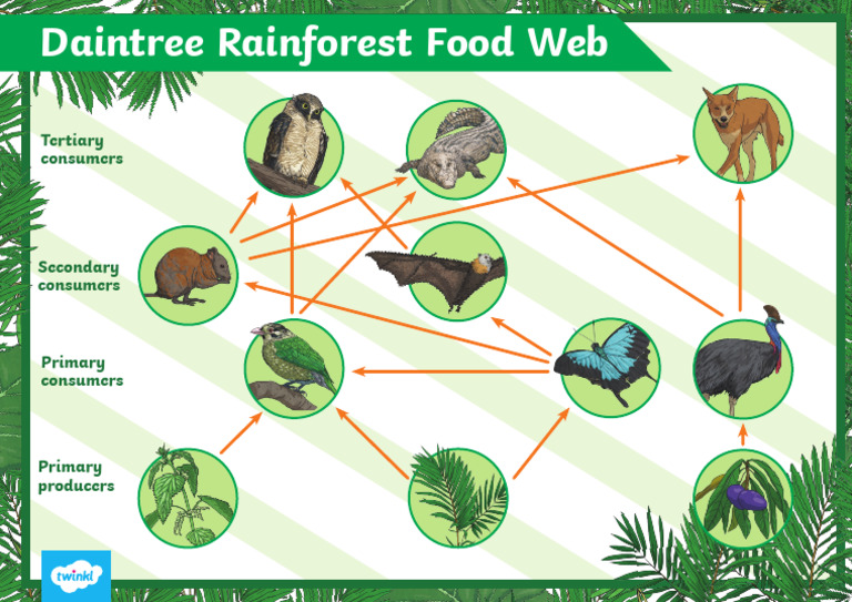 Daintree Rainforest Food Web | PDF
