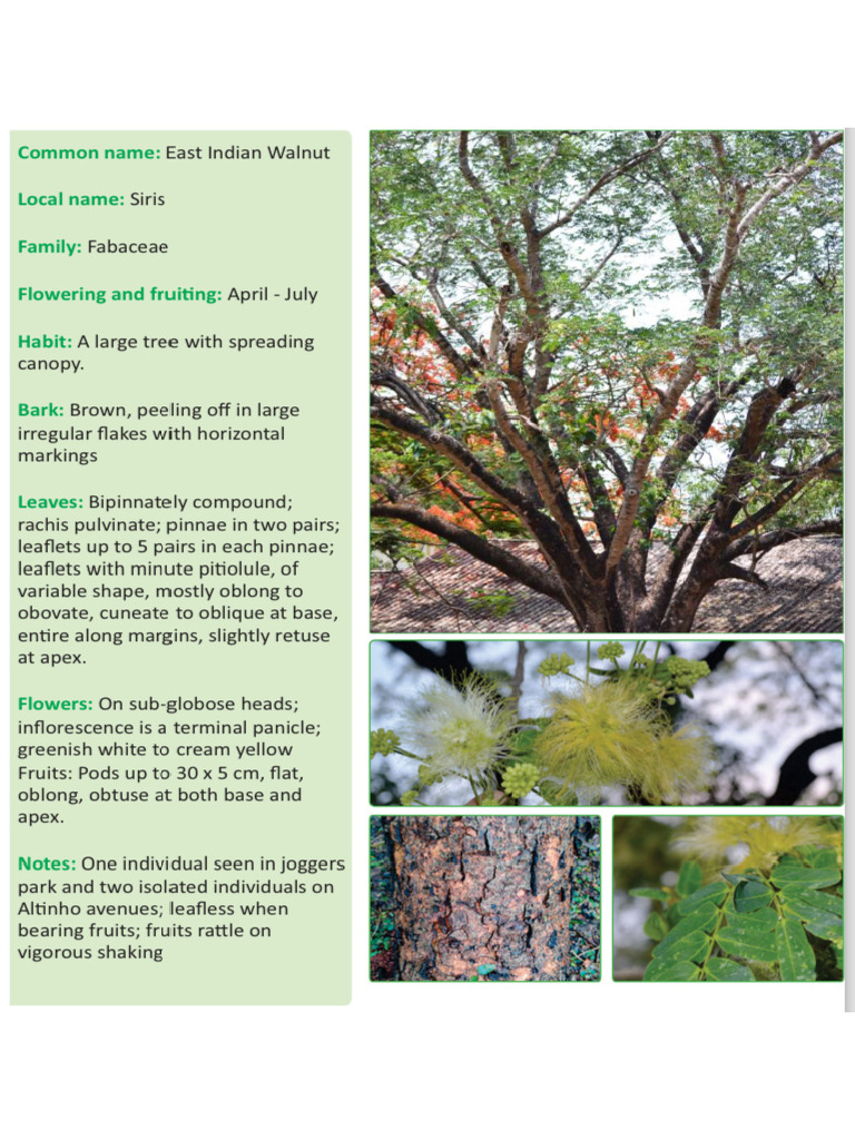 Trees of Goa | PDF