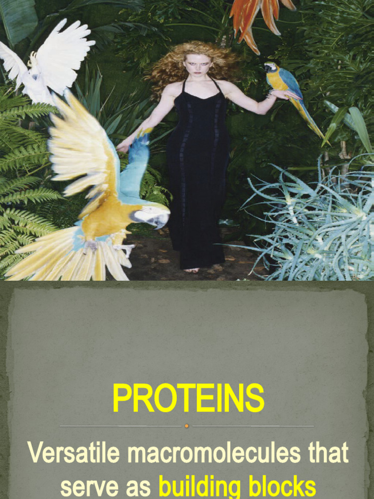 Essential Functions of Proteins Explained | PDF | Enzyme | Nucleic Acid ...