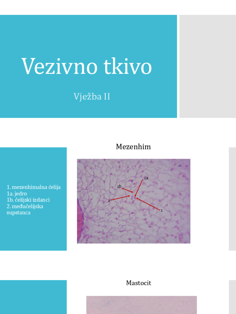 Vježba II Vezivno Tkivo | PDF