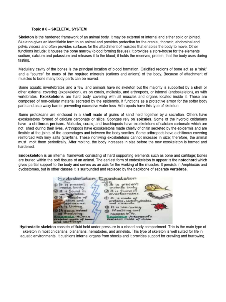 Topic 6 Skeletal System | PDF | Bone | Skeleton