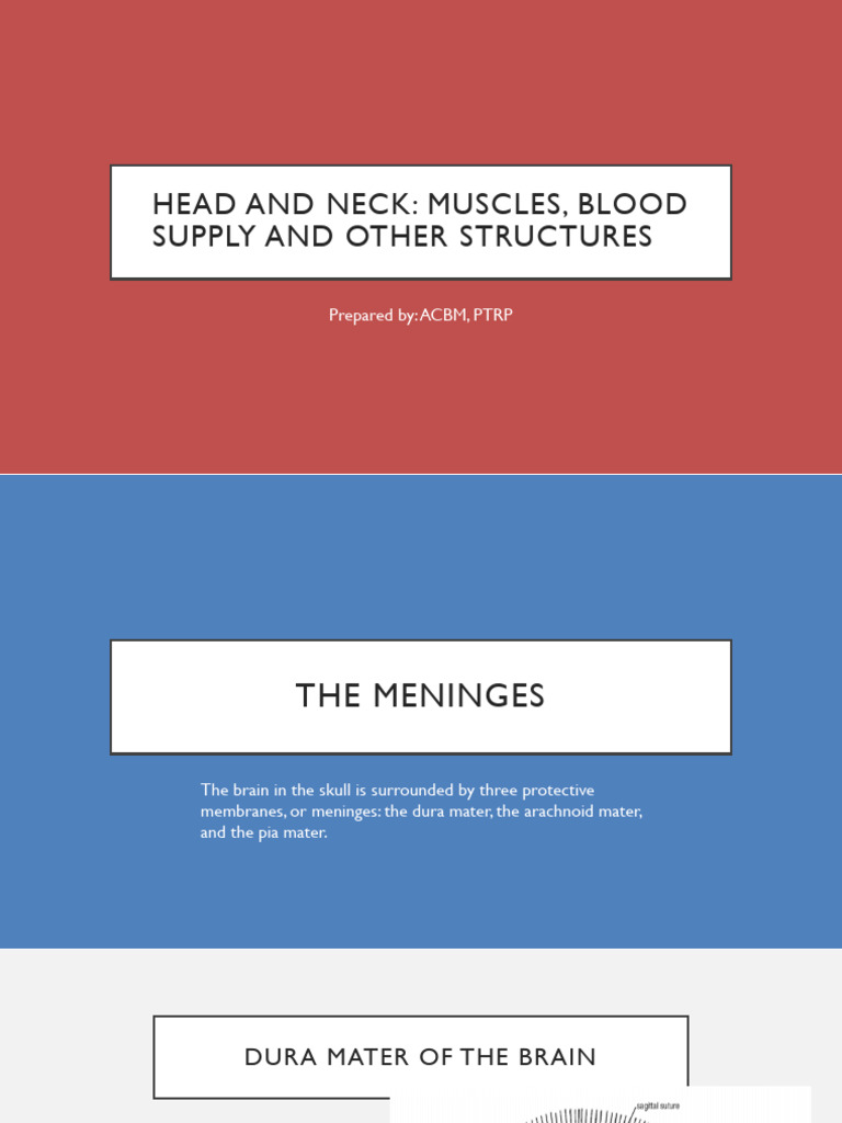 HN Other STX | PDF | Human Nose | Otorhinolaryngology