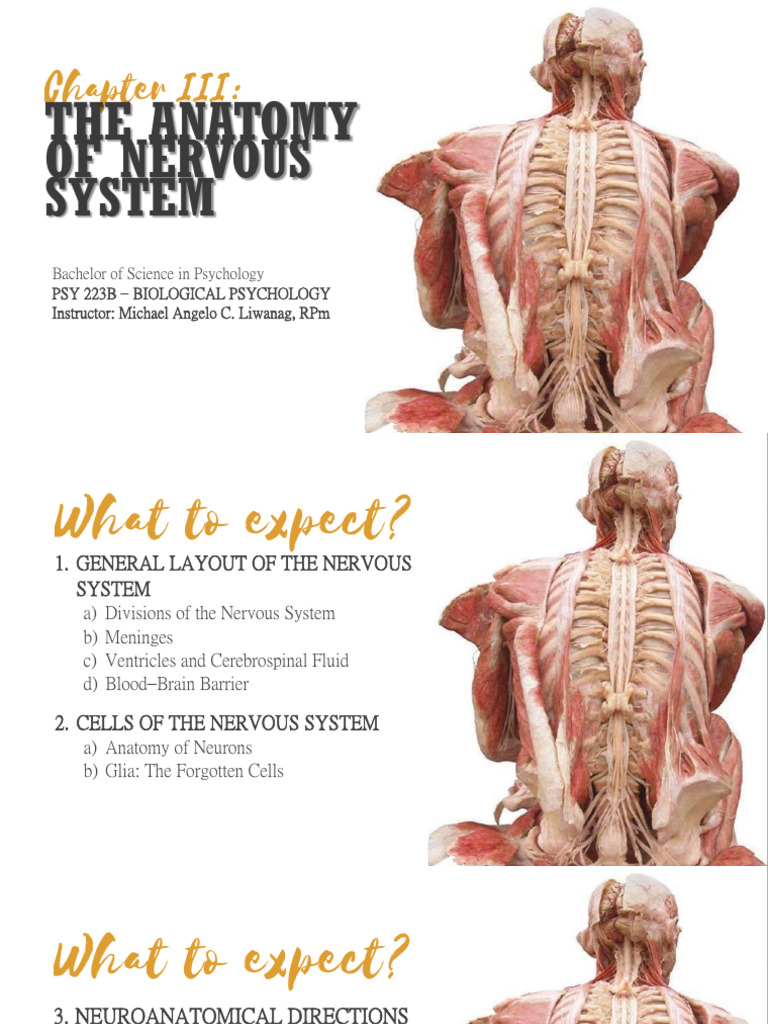 CHAPTER 3 PART A - Anatomy of The Nervous System | Download Free PDF ...