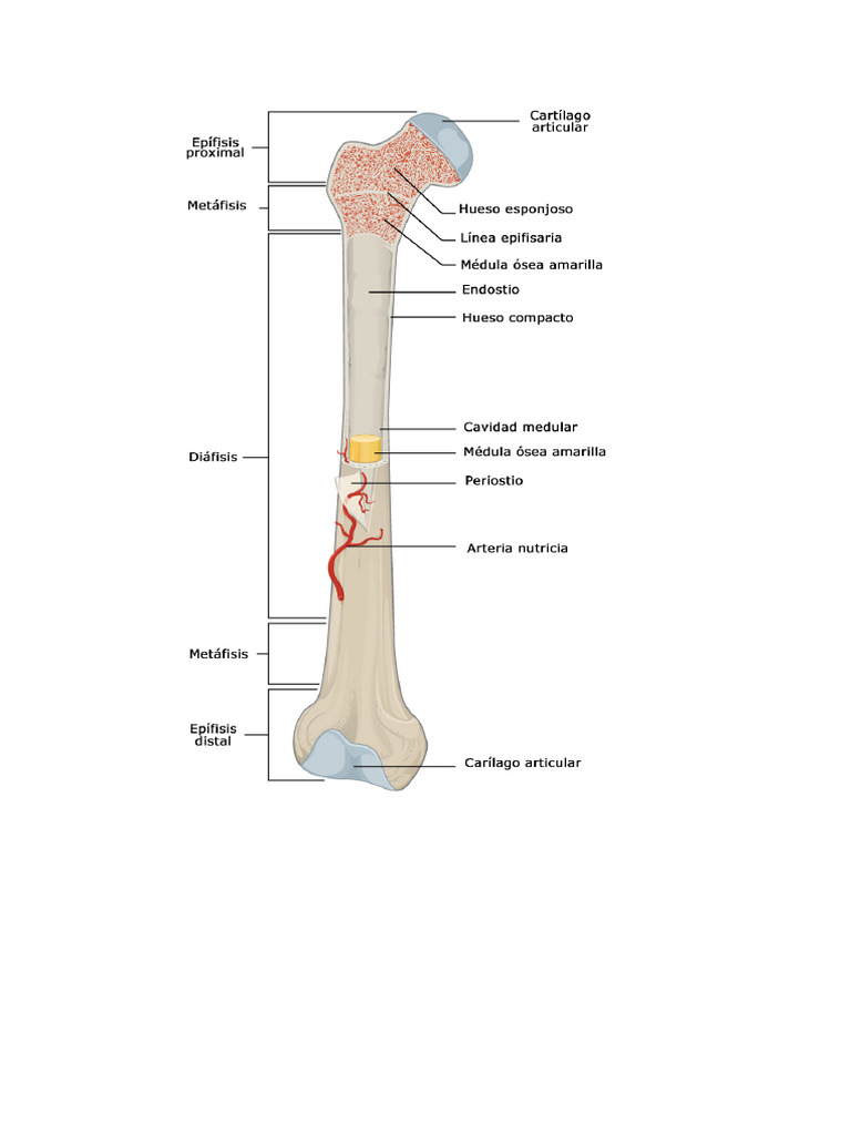 Partes del hueso | PDF