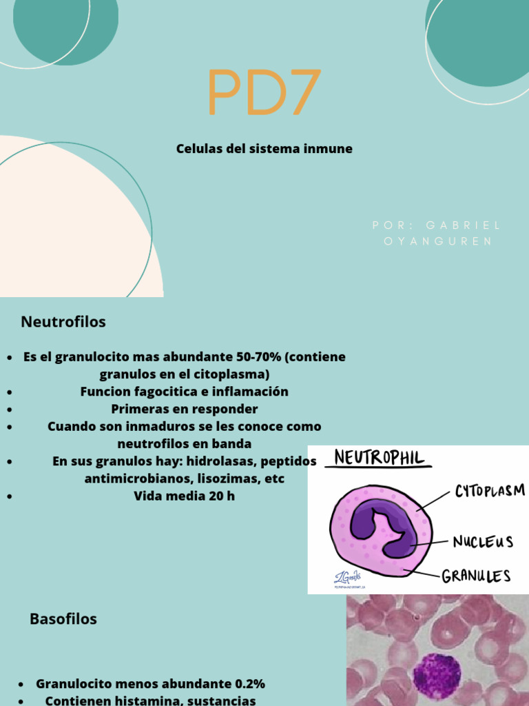 Tipos de Células del Sistema Inmune | PDF | Sistema inmune | Linfocitos