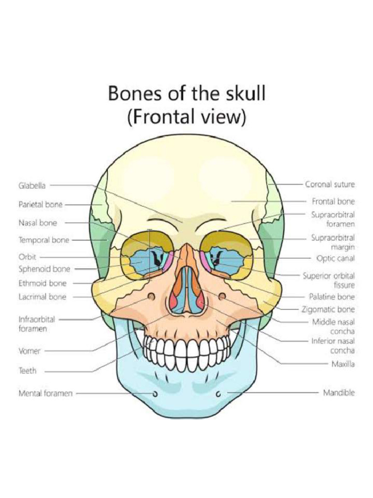 Frontal Skull | PDF