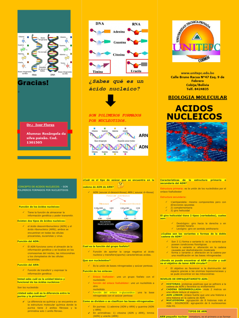 ACIDOS NUCLEICOSS | PDF | Adn | Rna