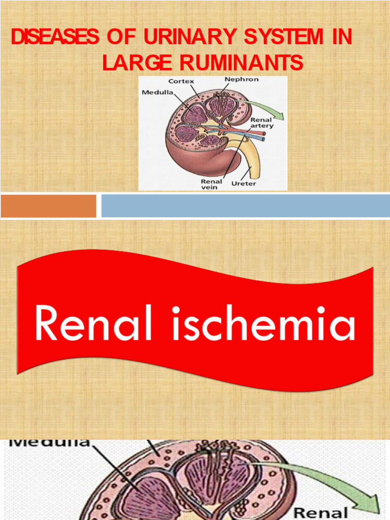 Urinary System Large Ruminant | PDF | Urinary Tract Infection | Medical ...