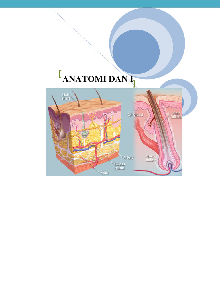 Handout Anatomi Rambut | PDF