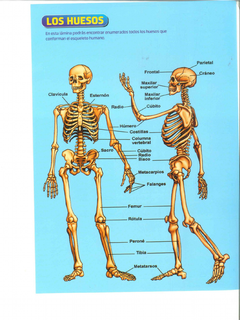 Laminas Cuerpo Humano A 4 Pdf