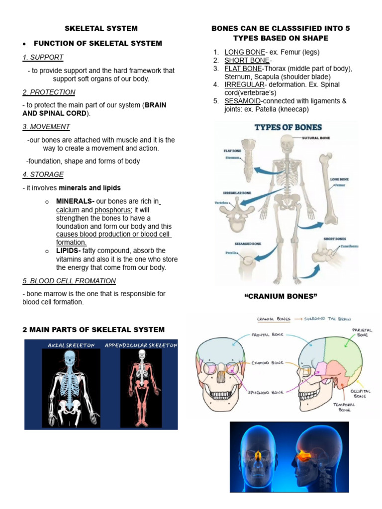 Skeletal System Overview | PDF