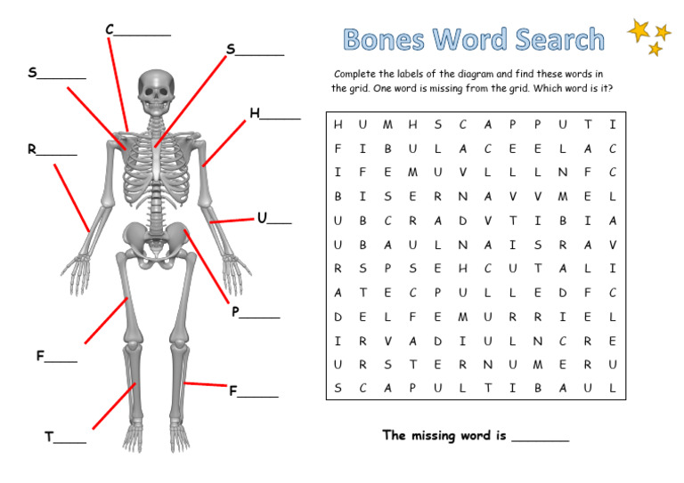 Bones Word Search | PDF | Career & Growth