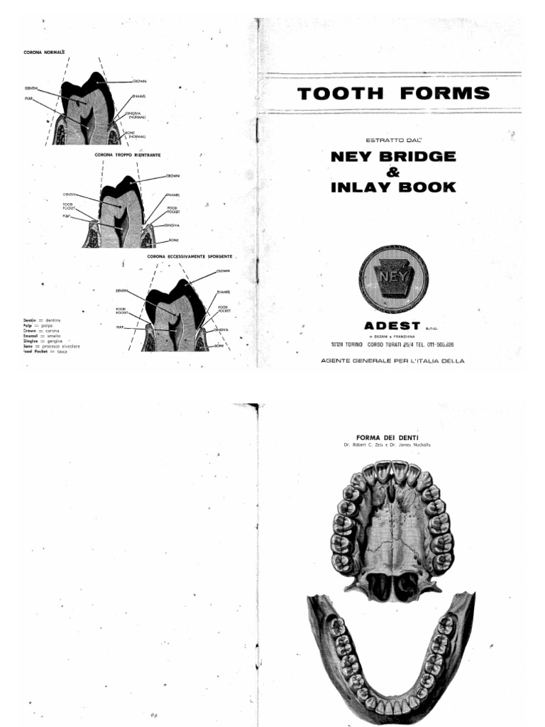 Tooth Form | PDF