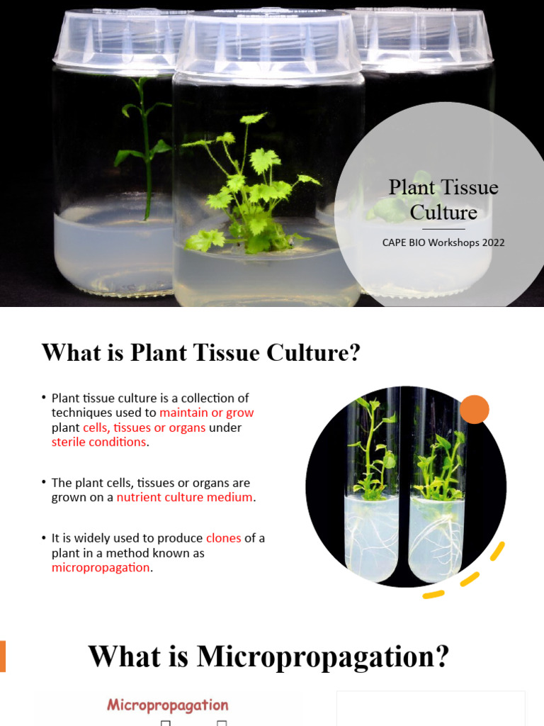 Plant Tissue Culture | PDF | Biology | Botany