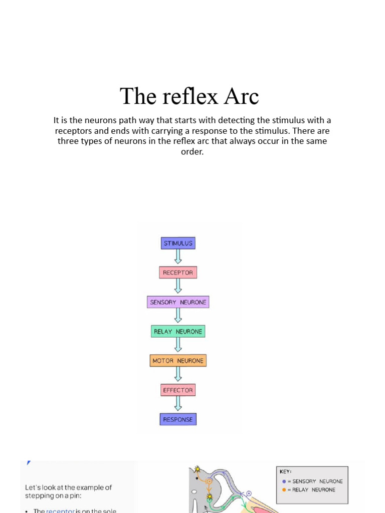 The Reflex Arc | PDF