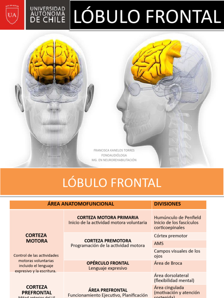 Anatomía y Funciones del Lóbulo Frontal | PDF | Lóbulo frontal ...