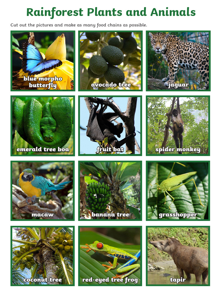 Rainforest Animals and Plants Photograph Sheets | PDF | Home & Garden