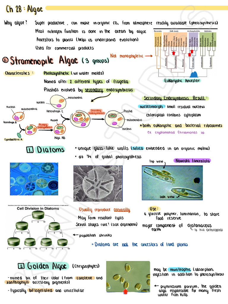 CH 28 - Algae | PDF | Algae | Eukaryotes