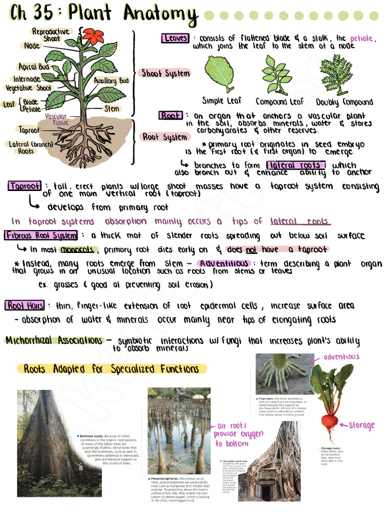 Ch 35_ Plant Anatomy 2 | PDF | Plant Stem | Root