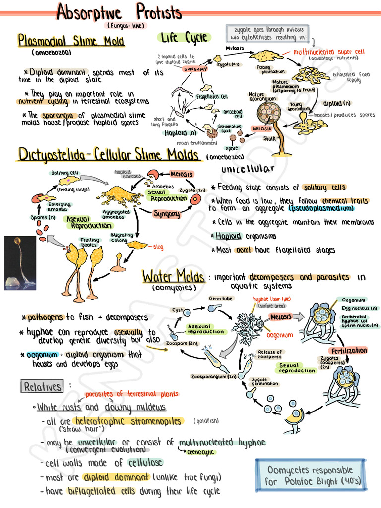 Ch 28 Absorptive Protists Pdf Fungus Sexual Reproduction