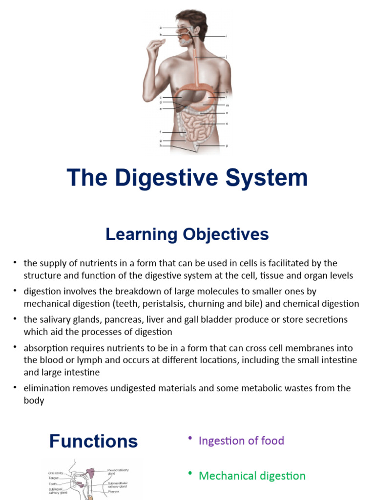 Overview of the Digestive System | PDF | Digestion | Human Digestive System
