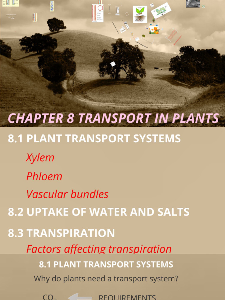 Chapter 8 - Transport in Plants | PDF