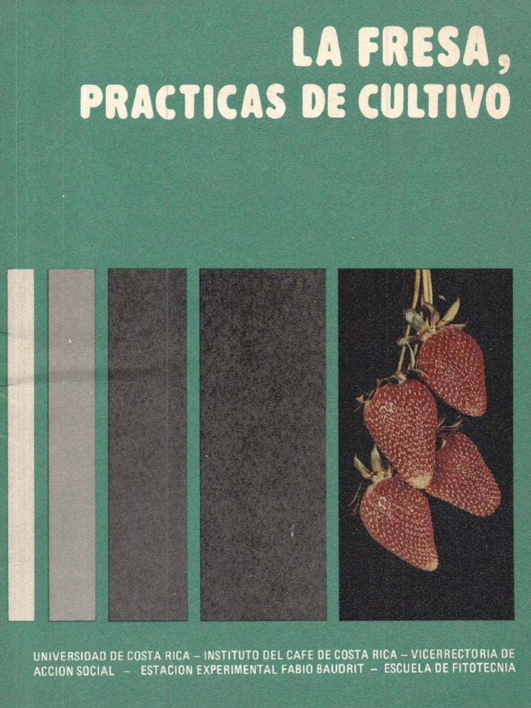 Cultivo de Fresas en Costa Rica: Guía Práctica | PDF | fresa | Fruta