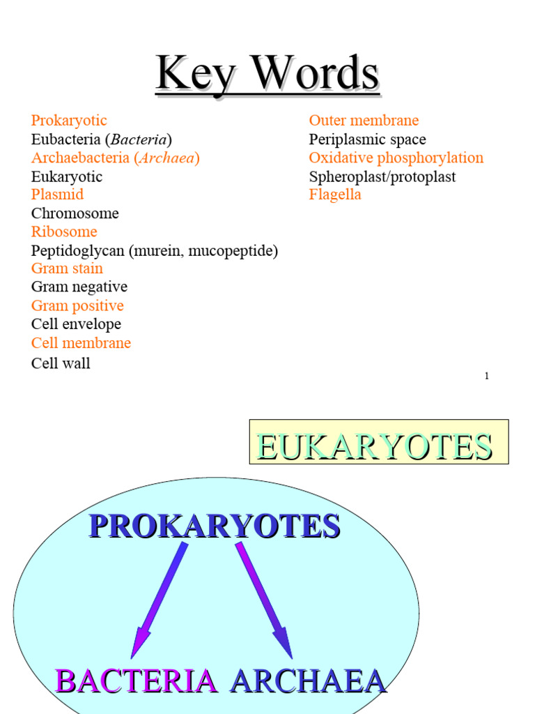 Bacterial cell | PDF | Bacteria | Cell (Biology)