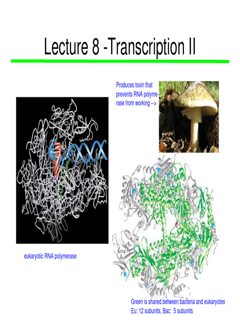 Lec8 1ppt | PDF | Rna Splicing | Rna