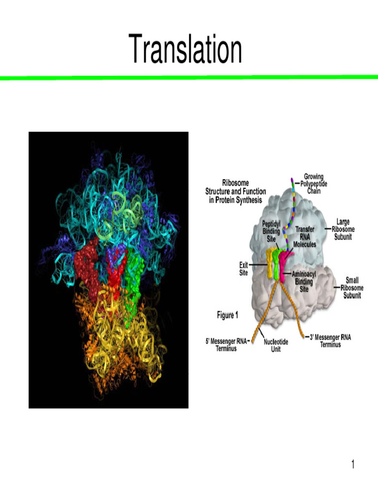 Lec9 1ppt | PDF | Translation (Biology) | Genetic Code