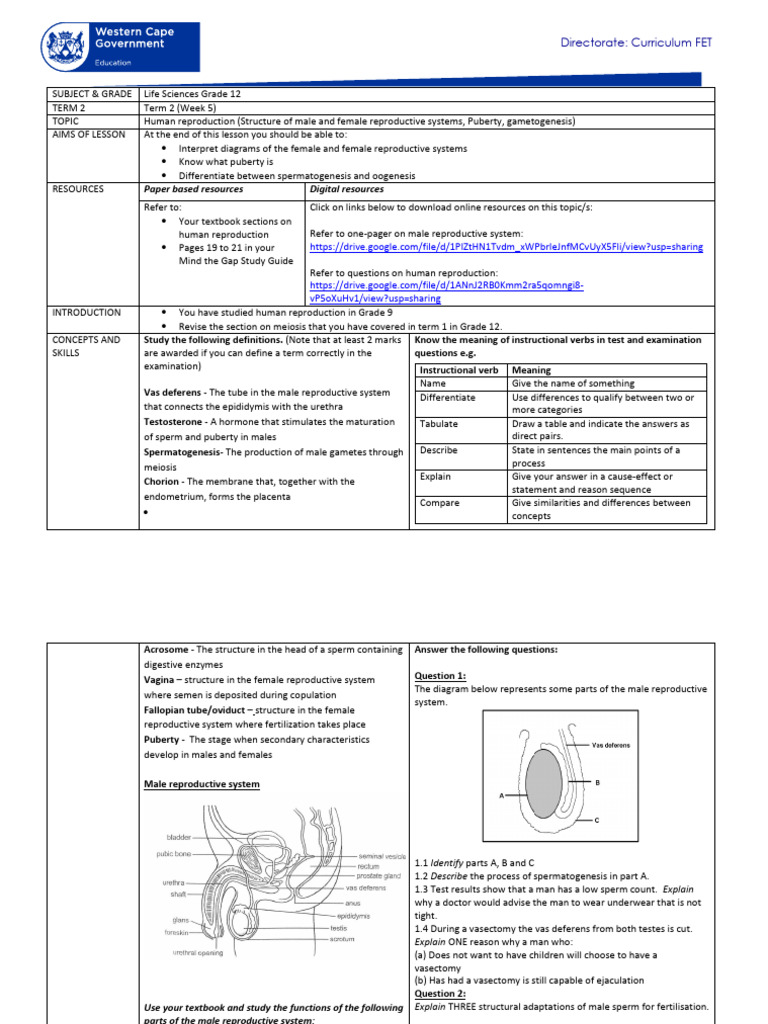 Grade 12 Life Sciences: Human Reproduction | PDF | Reproductive System ...