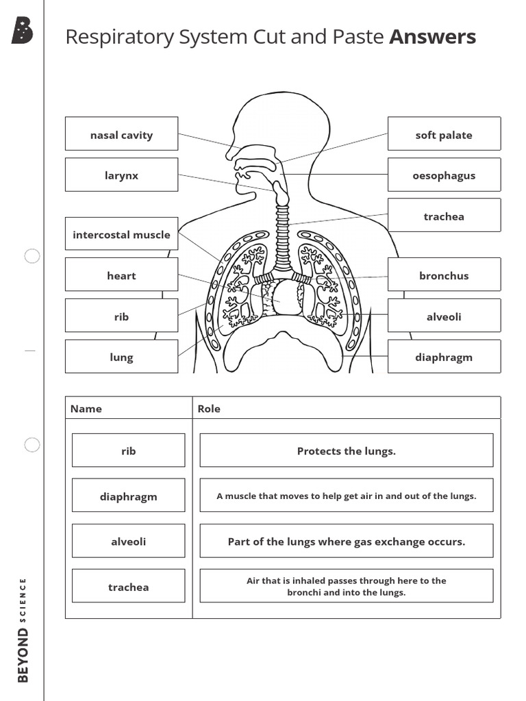 Respiratory System Cut and Paste Guide | PDF