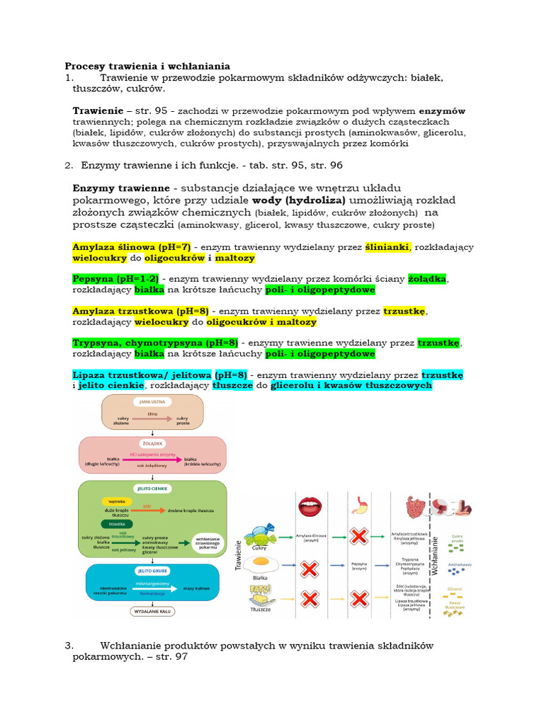 Procesy Trawienia I Wchłaniania 4 | PDF