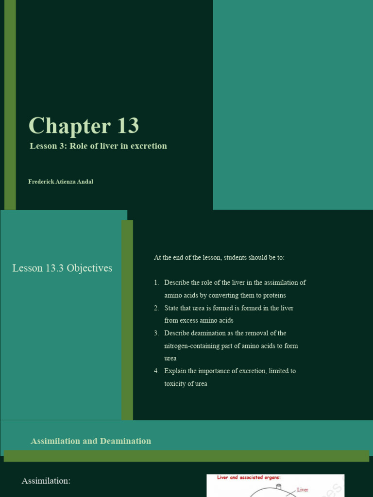 Chapter 13 Lesson 3 Role of Liver in Excretion | PDF | Chronic Kidney ...
