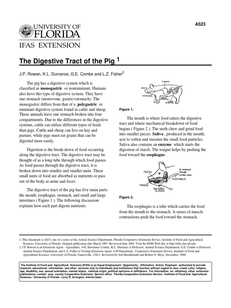 Digestive Tract of Pig | Small Intestine | Digestion