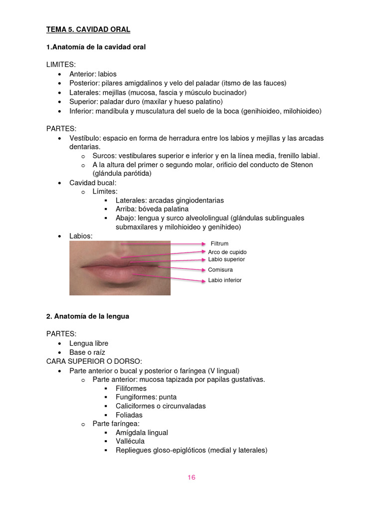 anatomia 5-6 | PDF | Lengua | Laringe