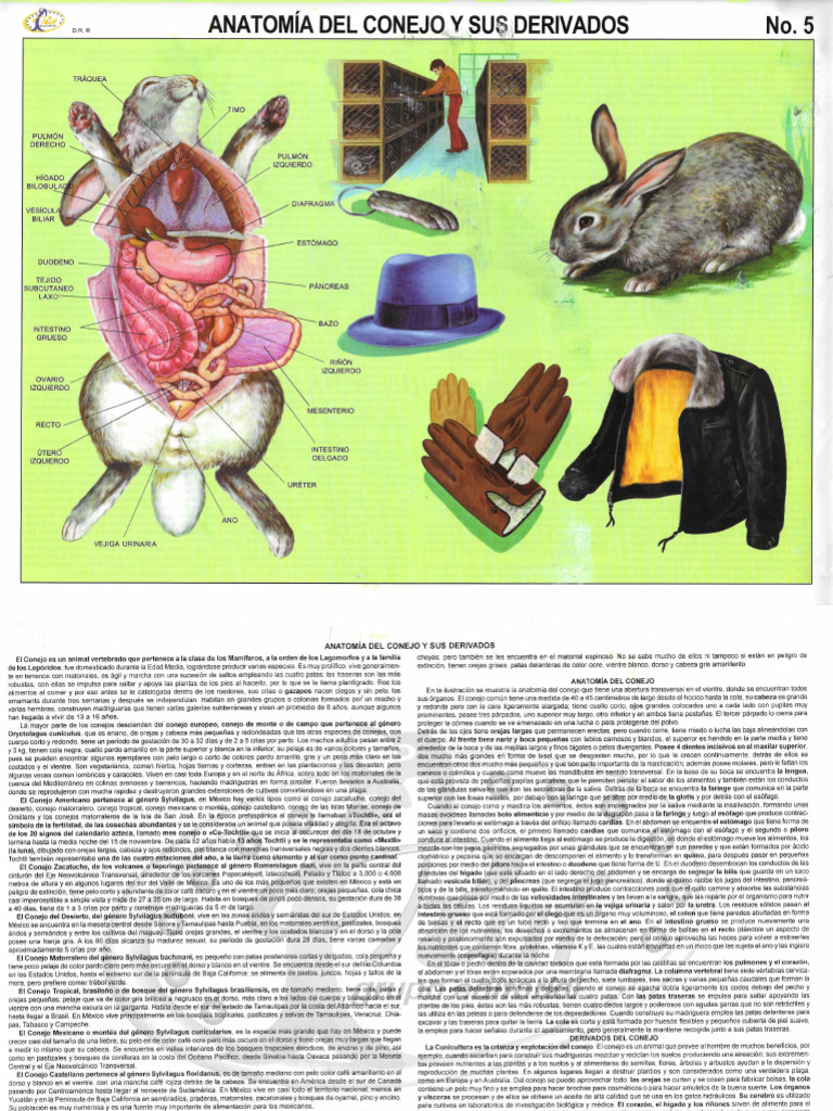 5 - Anatomia Del Conejo y Sus Derivados | PDF