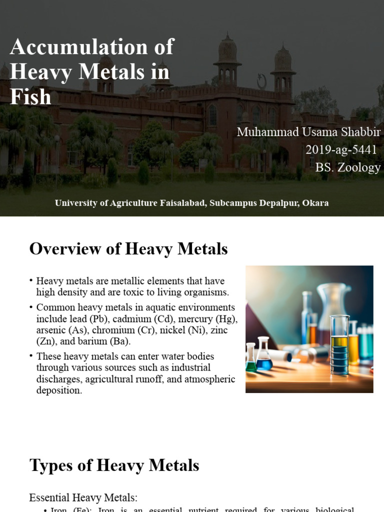 Heavy Metal Accumulation in Fish | PDF | Chromium | Natural Environment