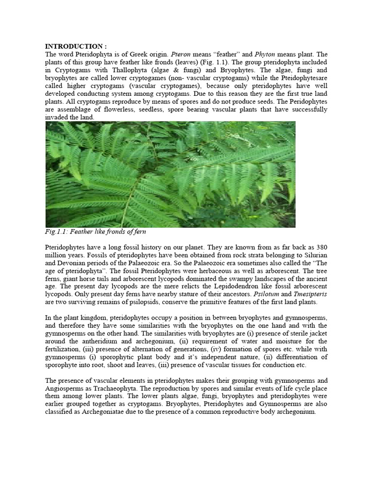 Overview of Pteridophytes and Their Classification | PDF | Spore | Biology