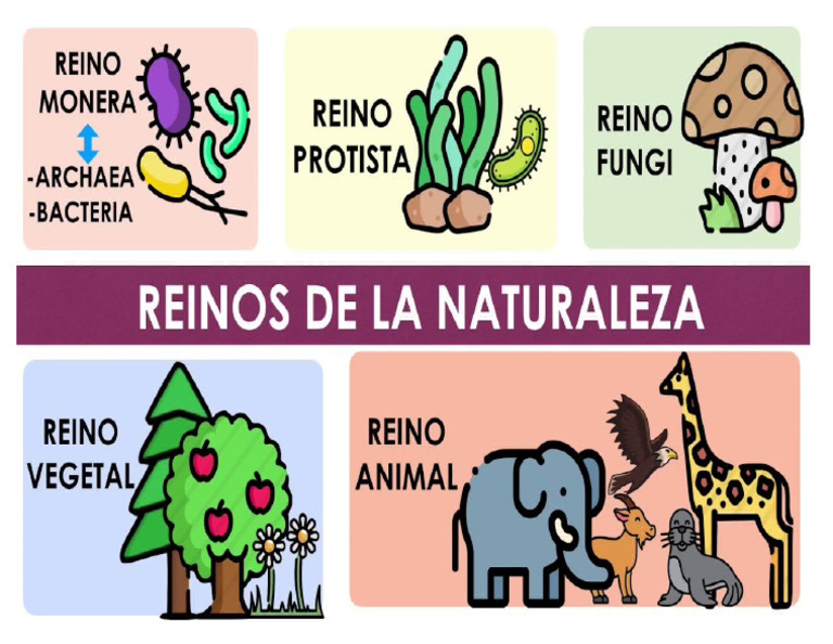 los 5 reinos | PDF