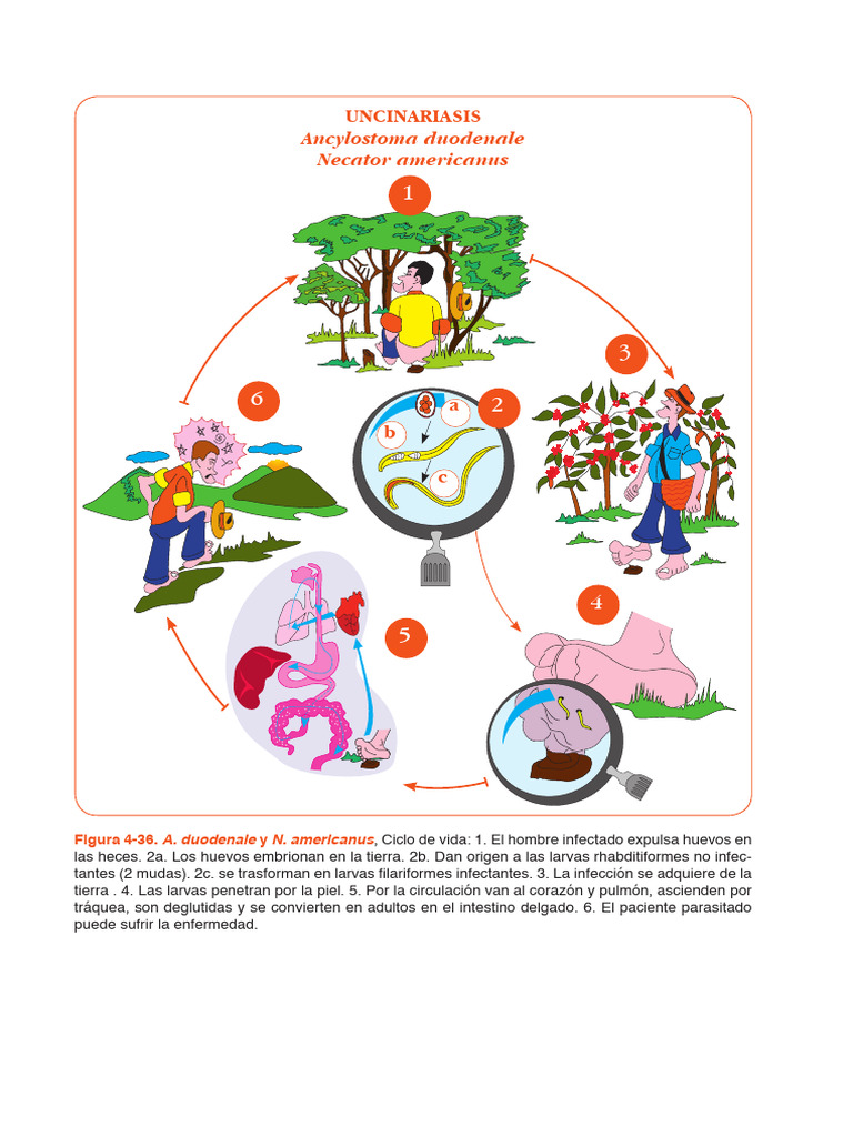 Uncinariasis Ciclo de Vida | PDF | Animales y humanos | Enfermedades y ...