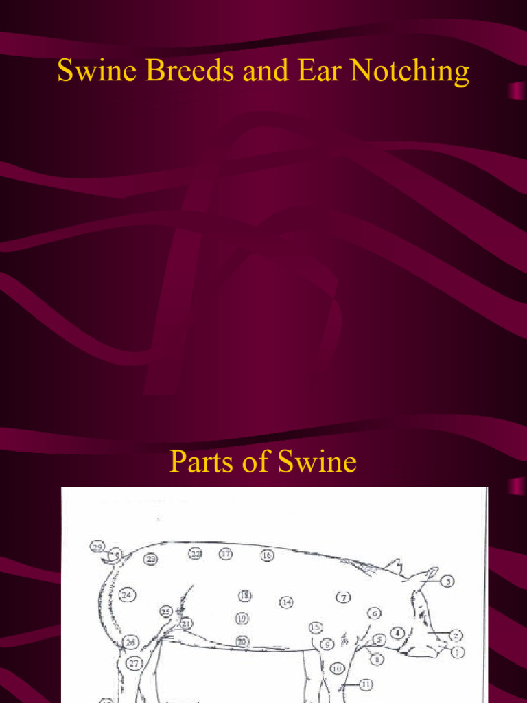 Swine Breeds | PDF
