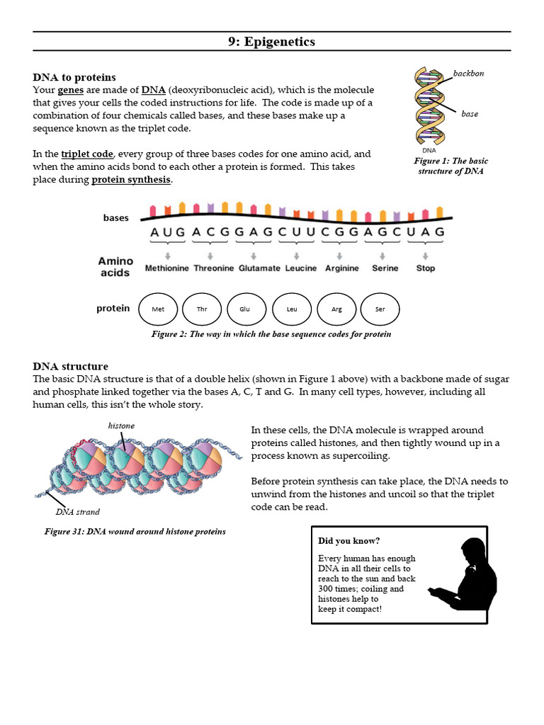 B6 Literacy Article 1 Set 1&2 | PDF | Dna | Epigenetics
