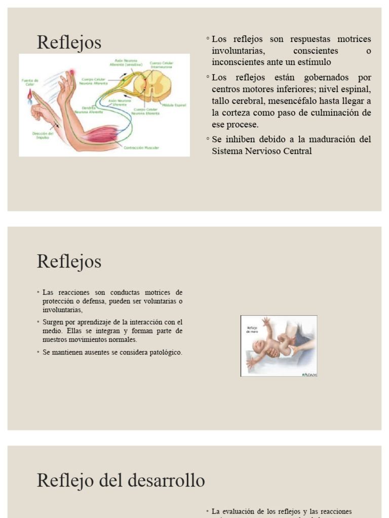Tipos y Funciones de los Reflejos Motores | PDF | Anatomía humana ...