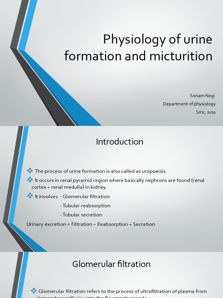 Physiology of Urine Formation and Micturition-1 | Download Free PDF ...
