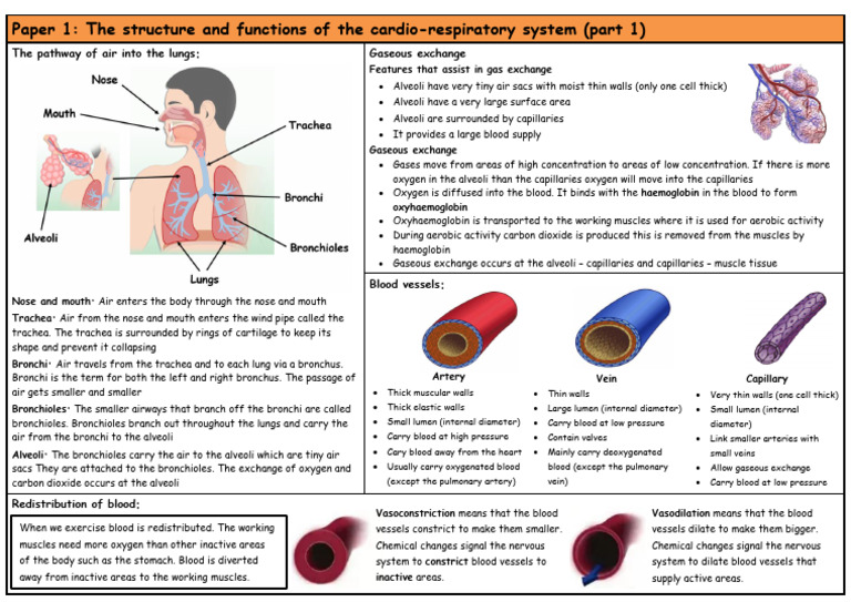 Paper 1: The Structure and Functions of The Cardio-Respiratory System ...