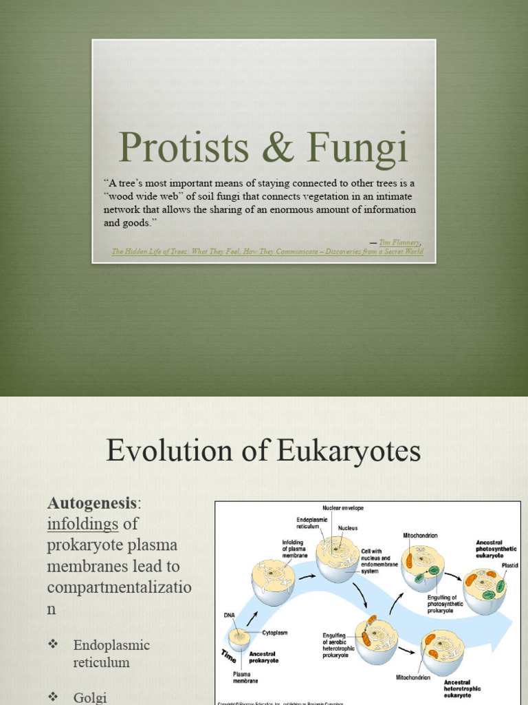 Lec 12 - Protists and Fungi | PDF | Eukaryotes | Cell (Biology)