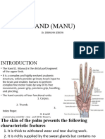 Palmar Hand Anatomy Overview | PDF | Hand | Musculoskeletal System